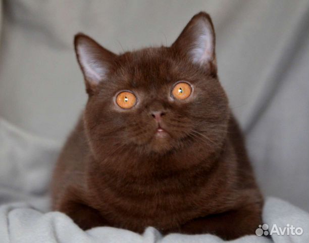 Британский котенок шоколадный окрас