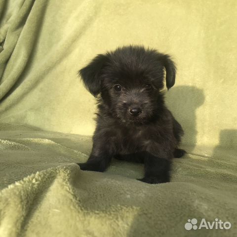 Девочка китайская хохлатая пуховка