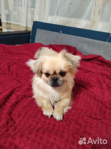 Потерялся Пекинес