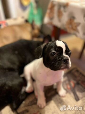 Французская булочка