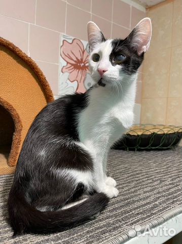 Милый котенок Гоша