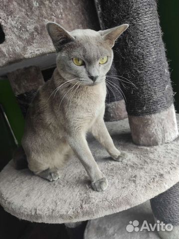 Бурма голубая кошка 1 год с документами