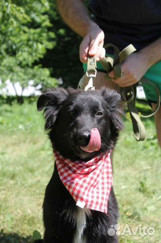 Никому не нужен без породы