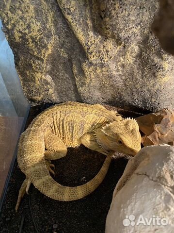 Бородатая агама с террариумом