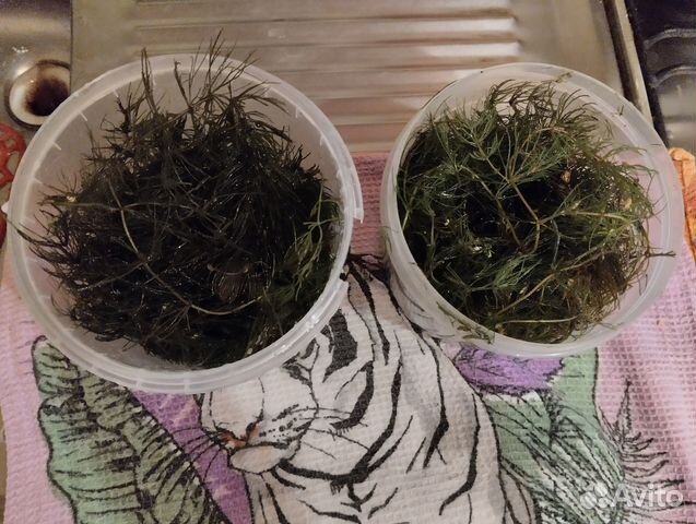 Роголистник,водоросли натуральные