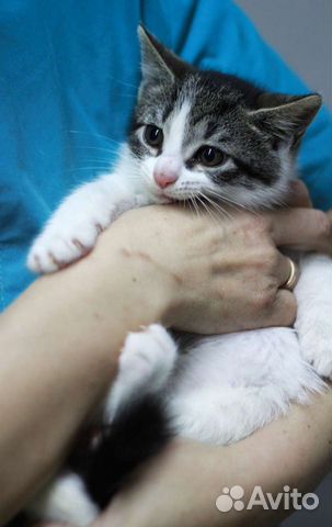 Малышка Нур маленькая кошка на ладошке