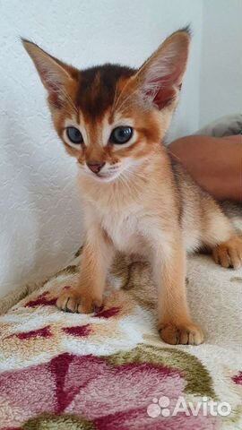 Абиссинская