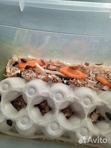 Аргентинские тараканы