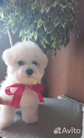 Щенки бишон фризе