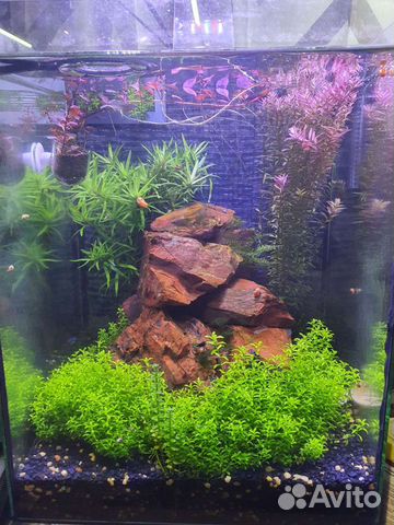 Аквариум 50 литров