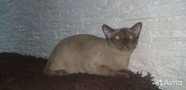 Бурманская кошечка с документами