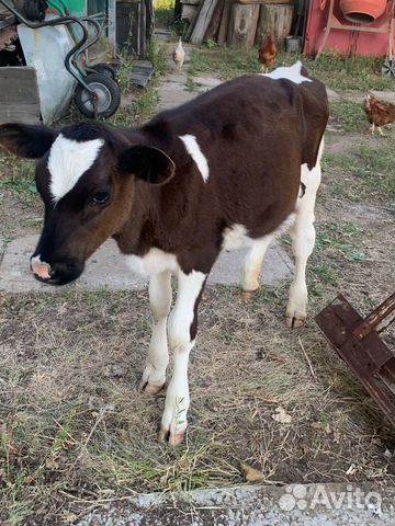 Бычки и телята от 2 месяцев