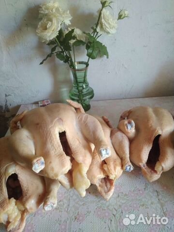 Продаю курей бройлеров домашних