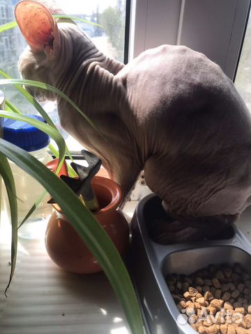 Кошка сфинкс