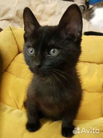 Черный котенок мальчик Арми 2мес привит ласковый