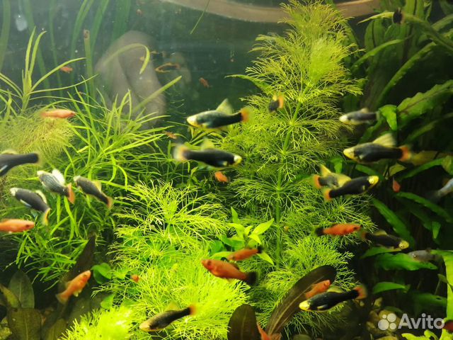 Пецилии, меченосцы, эхинодорусы