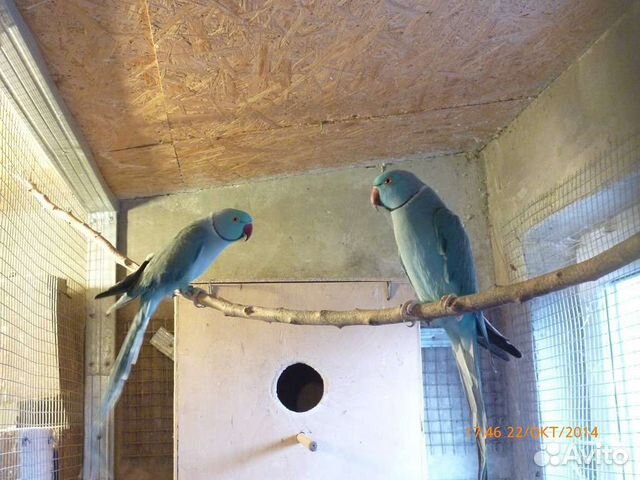 Синие белые зелëные ожерелки