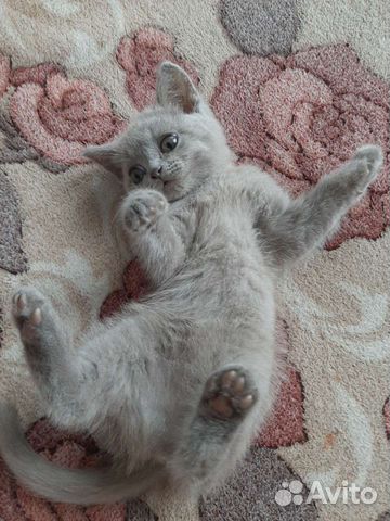 Котёнок британской породы