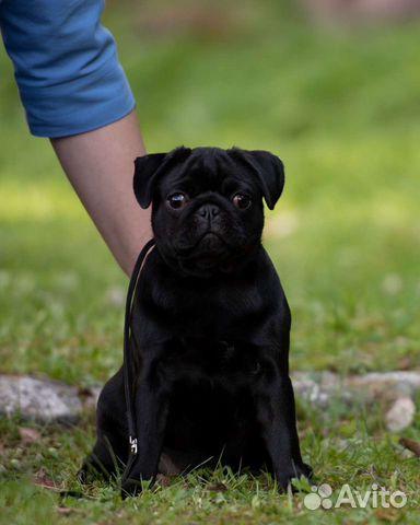 Щенок мопса, чёрная девочка