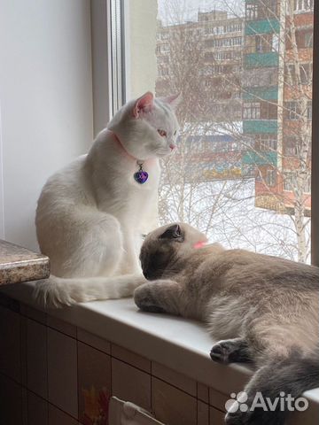 Турецкая ангора