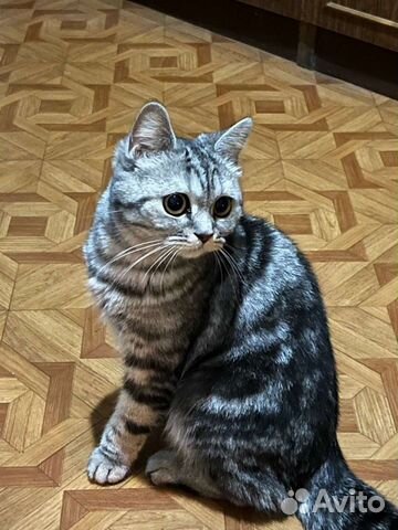 Предлогается кошечка на вязку