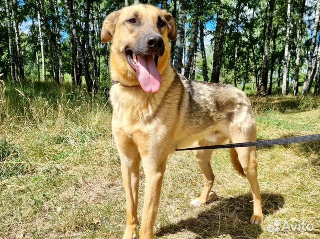 Лео мечтает снова поверить людям