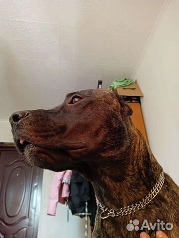 Американский питбуль