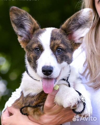 Вельш корги кардиган