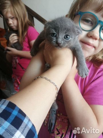 Шилопопая кошечка ищет добрую семью
