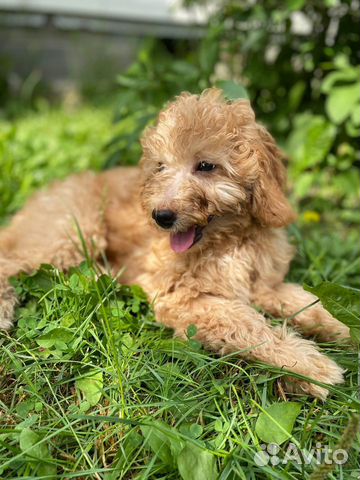 Карликовый пудель