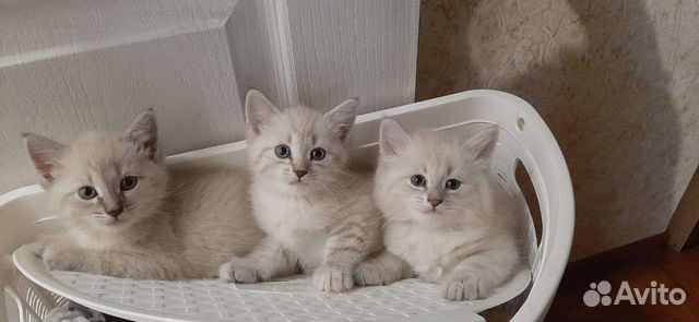 Невская маскарадная