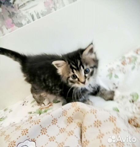 Котёнок