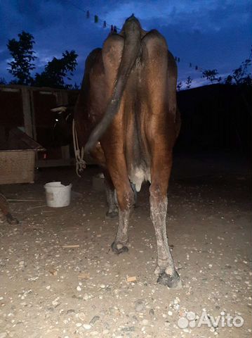 Корова хорошая двойная мясо молочная