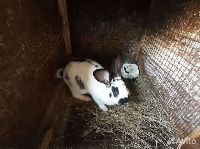 Кролик 7 мес