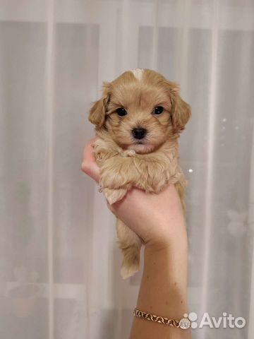 Мальтипу Ф1 мини