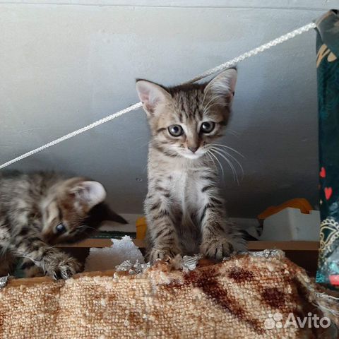 Отдам маленьких кошечек в жобрые руки