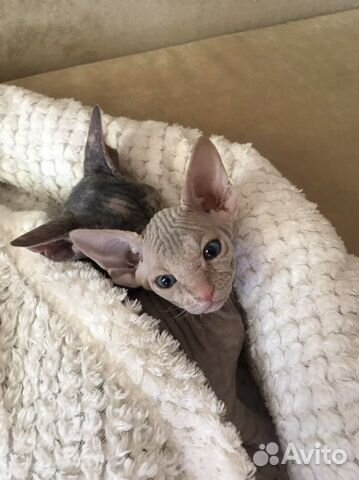 Канадский сфинкс