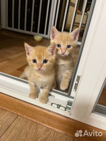 Красивые котята 1,5 мес ищут дом