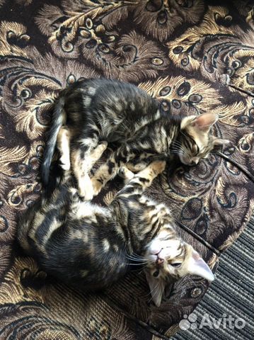 Бенгальская