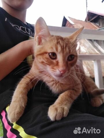 Европейская короткошерстная