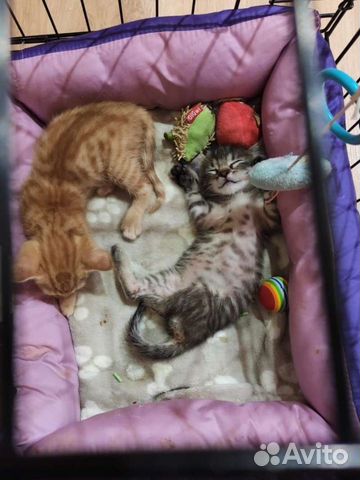 Котодетки ищут дом