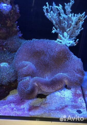 Огромный саркофитон