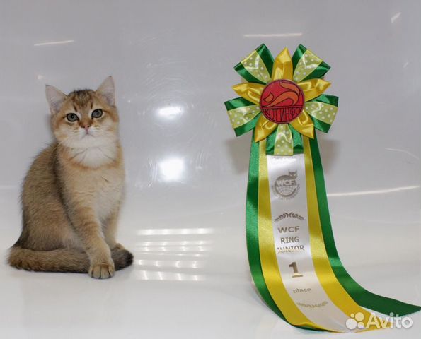 Британский котик золотого тикированного окраса