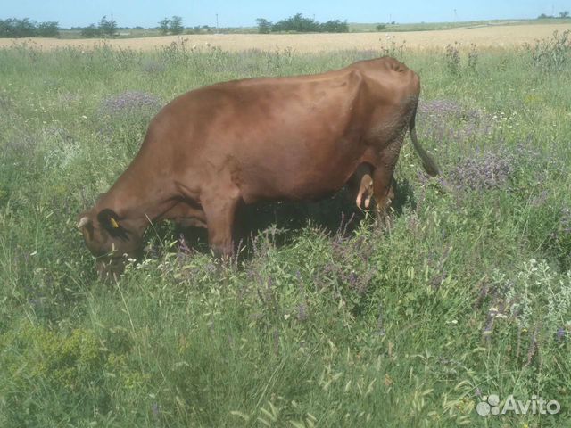 Корова дойная