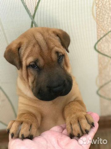 Продам шарпея