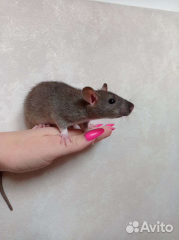 Декоративные крысы в добрые руки