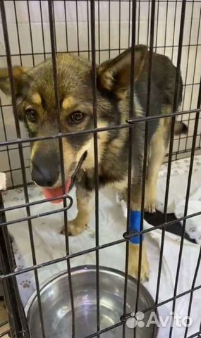 Ослабленной собачке Дине некуда идти