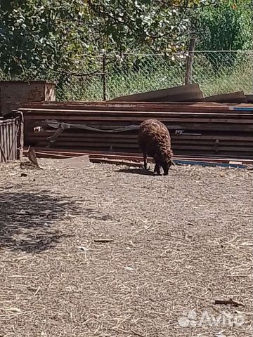 Ягнята 5 месяцев