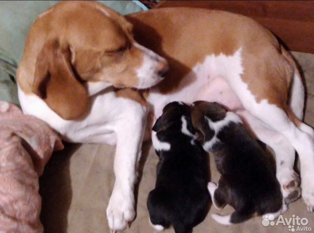 Эстонская гончая щенки