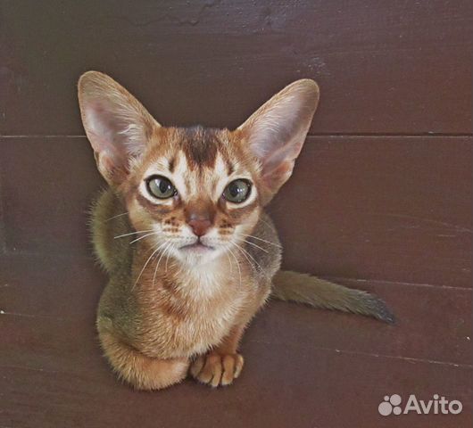 Абиссинские котята - счастье в дом